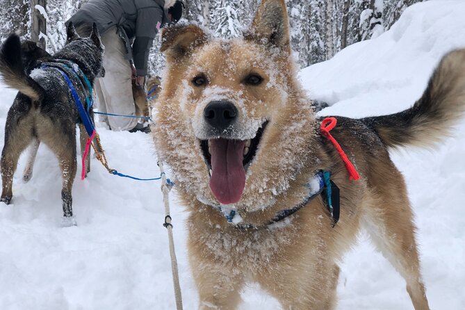 Dog Sledding Adventure in Willow, Alaska - Analyzing the Value and Overall Impression