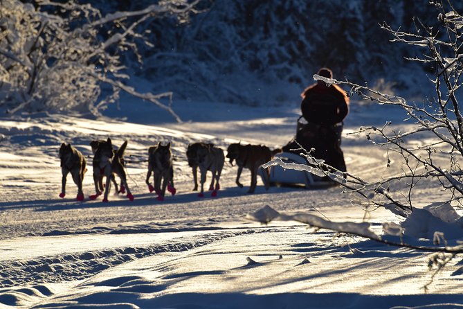 Dog Sledding and Mushing Experience in North Pole - The Value Proposition