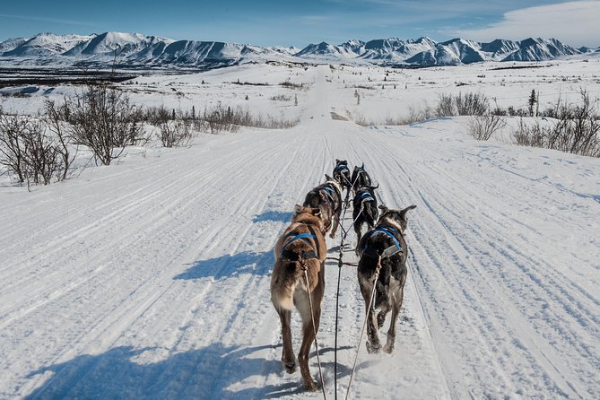 Dog Sledding - Subarctic Wilderness Tour - Introduction to the Experience