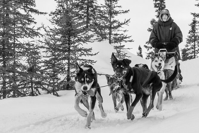 Dog Sledding - Subarctic Wilderness Tour - Authentic Insights from Reviews