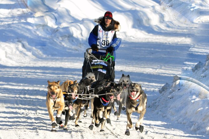 Dog Sledding with Alaskan Huskies - An In-Depth Look at the Dog Sledding Experience