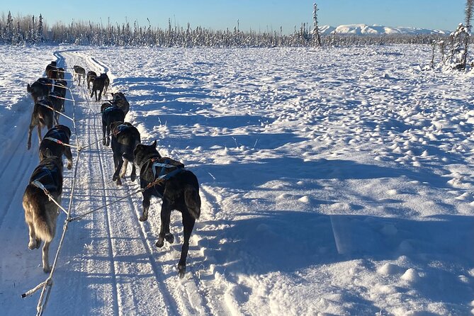 Dog Sledding with Alaskan Huskies - The Value of the Tour: Is it Worth It?