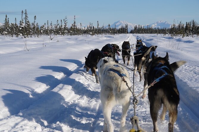 Dog Sledding with Alaskan Huskies - Who Will Love This Experience?