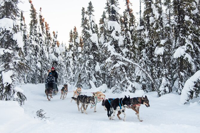 Dogsled and Reindeer Day Trip to Borealis Basecamp - Authenticity and Guides: What Sets This Apart