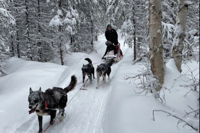 Dogsled Rides - Dogsled Rides in Alaska: An Authentic Arctic Adventure