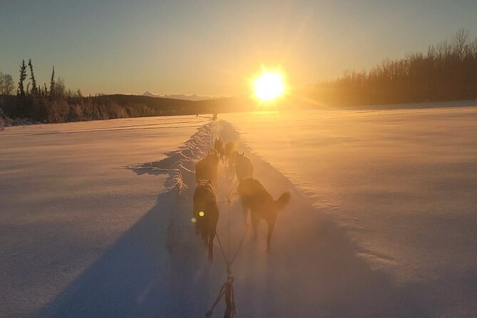 Dogsled Rides - Key Points