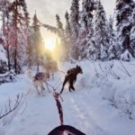 Dogsled Rides - Why This Tour Offers Great Value