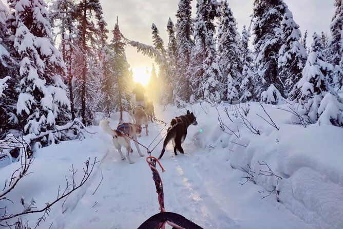 Dogsled Rides - Why This Tour Offers Great Value