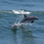 Dolphin and Bird Watching Ecotour Cruise - What to Expect on the Itinerary