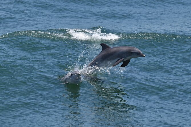 Dolphin and Bird Watching Ecotour Cruise - What to Expect on the Itinerary