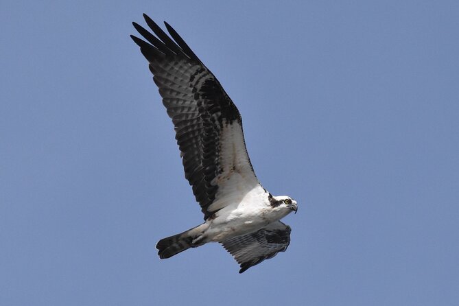 Dolphin and Bird Watching Ecotour Cruise - Why This Experience Is a Great Value