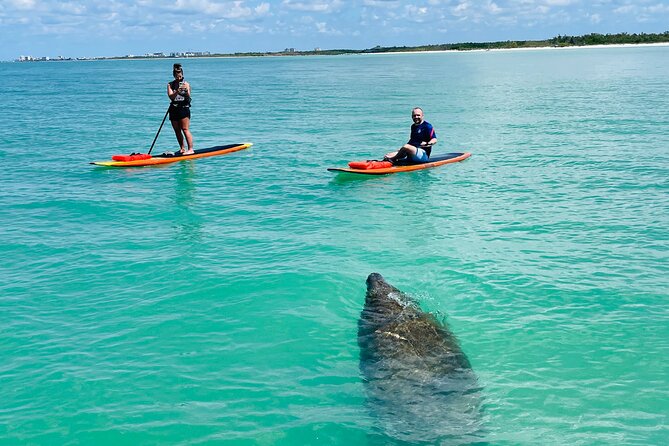 Dolphin and Manatee Adventure Tour of Fort Myers - What the Tour Offers and Why Its Special