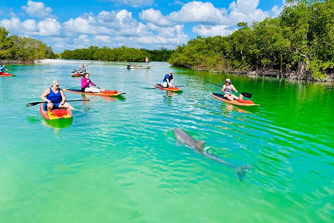 Dolphin and Manatee Adventure Tour of Fort Myers - The Itinerary and Key Highlights