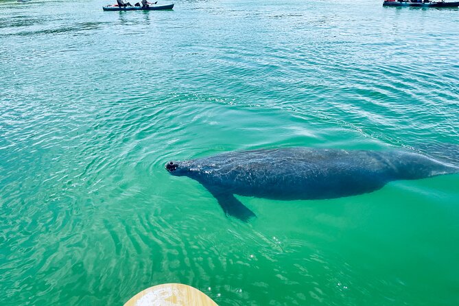 Dolphin and Manatee Adventure Tour of Fort Myers - Final Impressions