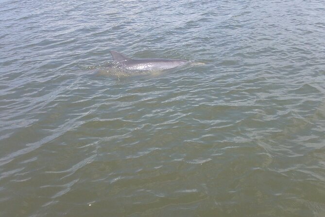 Dolphin and Manatee Adventure Tour of Merritt Island - Why This Tour Stands Out