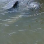 Dolphin and Manatee Adventure Tour of Merritt Island - The Wildlife Encounters: Authentic and Unpredictable