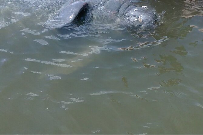 Dolphin and Manatee Adventure Tour of Merritt Island - The Wildlife Encounters: Authentic and Unpredictable