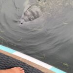Dolphin and Manatee Adventure Tour of Naples with Florida History - Key Points