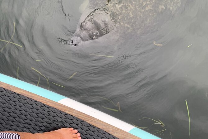 Dolphin and Manatee Adventure Tour of Naples with Florida History - Key Points