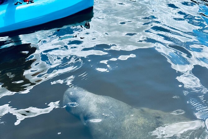 Dolphin and Manatee Kayak and SUP Adventure Tour of Cocoa Beach - FAQ