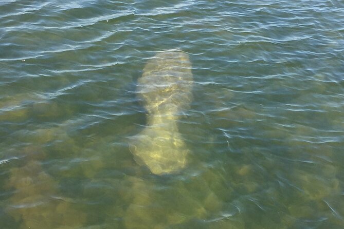 Dolphin and Manatee River Cruise Melbourne, Fl. Tour Time 1030 - An In-Depth Look at the Experience