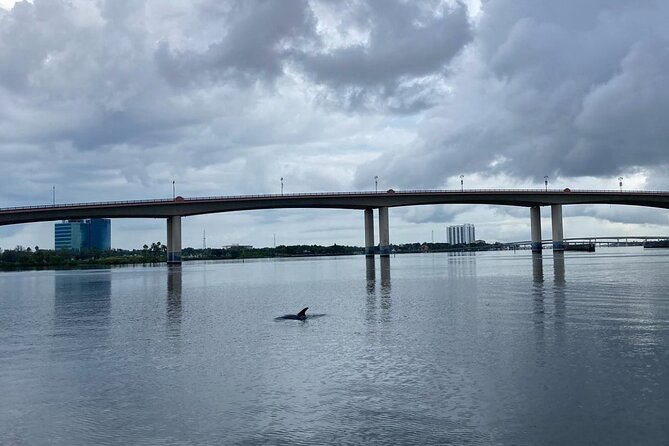 Dolphin and Manatee Stand Up Paddleboard Tour in Daytona Beach - Who Will Benefit Most?