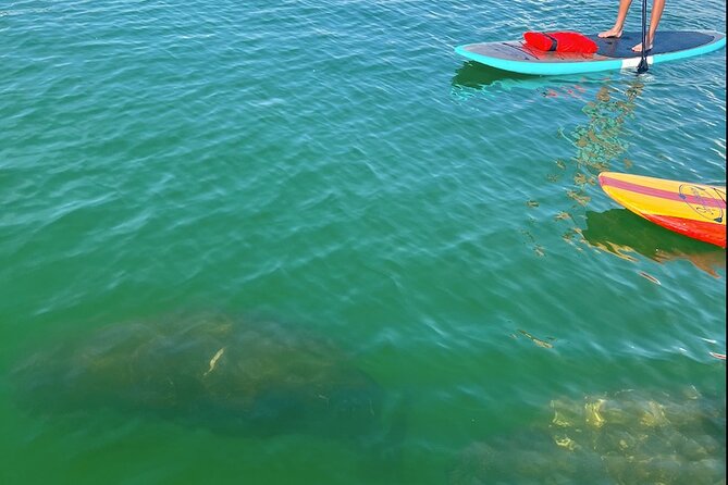 Dolphin and Manatee Tour of Marco Island by Kayak or SUP - An Overview of the Paddleboard and Kayak Experience