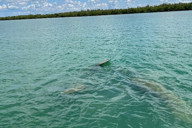 Dolphin and Manatee Tour of Marco Island by Kayak or SUP - Booking and Pricing: Is it Worth It?