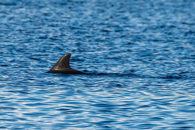 Dolphin and Nature Sunset Cruise from Orange Beach - Final Thoughts