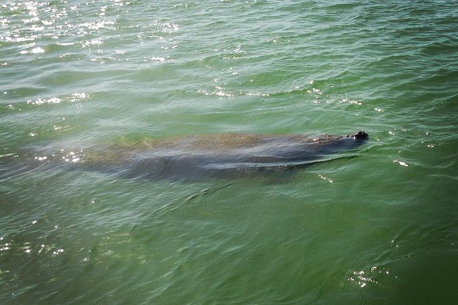 Dolphin and Shelling Cruise for up to 12 people - Why This Tour Offers Great Value