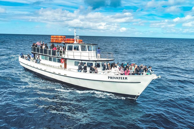 Dolphin and Whale Watching Sunset Cruise - An In-Depth Look at the Sunset Wildlife Cruise