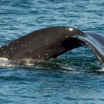 Dolphin and Whale Watching Sunset Cruise - Who Should Book This Tour?