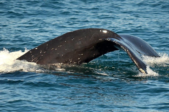 Dolphin and Whale Watching Sunset Cruise - Who Should Book This Tour?