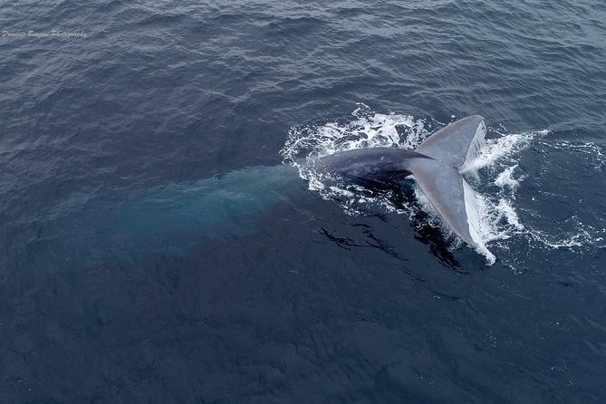 Dolphin and Whale Watching Sunset Cruise - FAQs