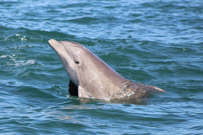 Dolphin and Wildlife Adventure of St. Augustine - What You Can Expect During the Voyage