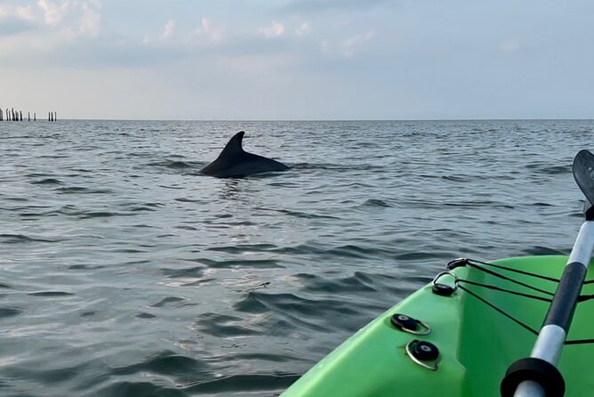 Dolphin Kayak Tour in Virginia Beach Must know how to swim - Price & Value