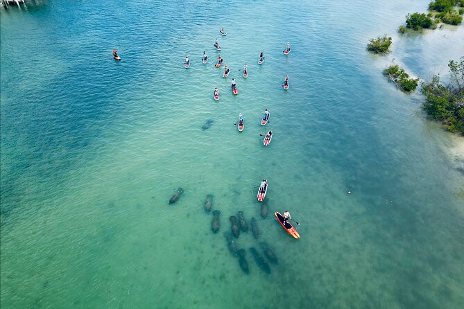 Dolphin, Manatee and Sea Turtle Adventure Tour of Bonita Springs - Introduction
