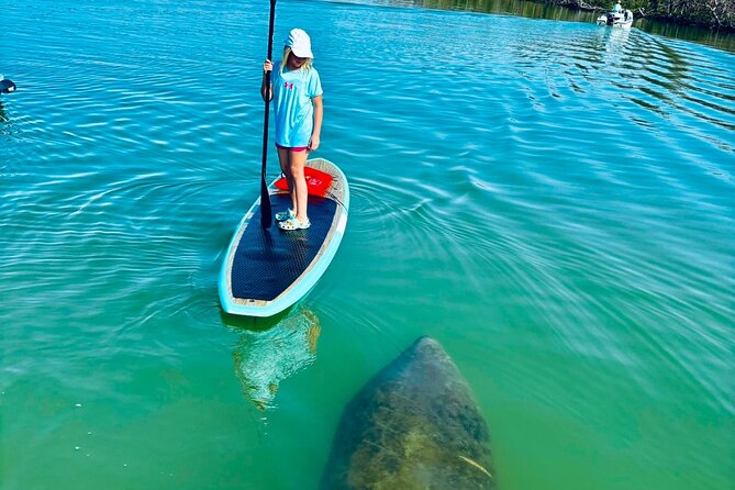 Dolphin, Manatee and Sea Turtle Adventure Tour of Bonita Springs - Key Points