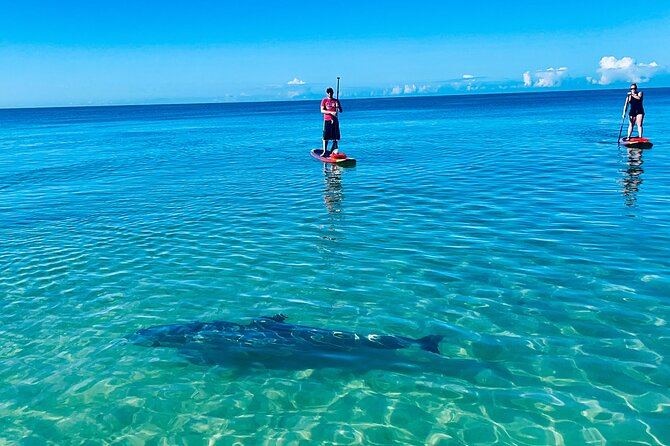 Dolphin, Manatee and Sea Turtle Adventure Tour of Bonita Springs - Practical Details and Tips