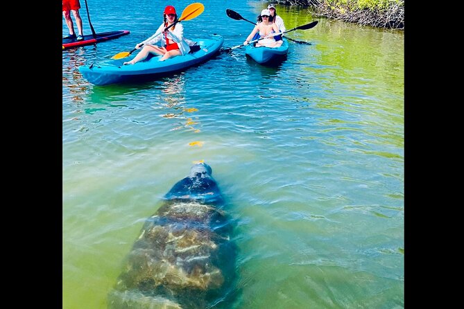 Dolphin, Manatee and Sea Turtle Kayak Adventure - Logistics and Practical Tips
