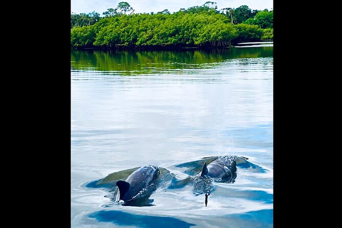 Dolphin, Manatee and Sea Turtle Kayak Adventure - Authentic Experiences and Highlights from Reviews