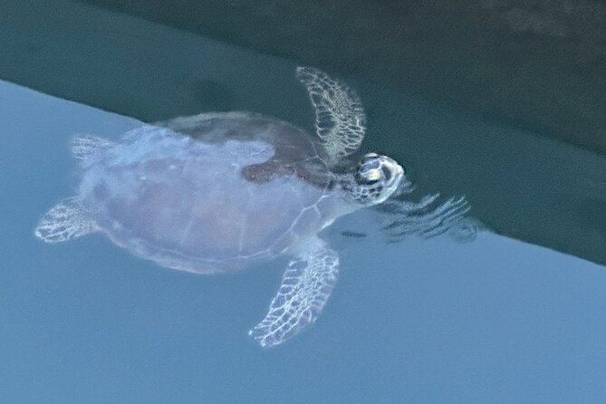 Dolphin, Manatee and SeaTurtle SUP Adventure Tour of St Augustine - Key Points