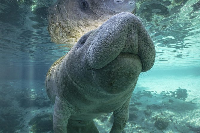 Dolphin & Manatee Kayaking Tour in Orlando Area - Who Is This Tour Perfect For?