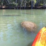 Dolphin & Manatee Kayaking Tour in Orlando Area - The Sum Up