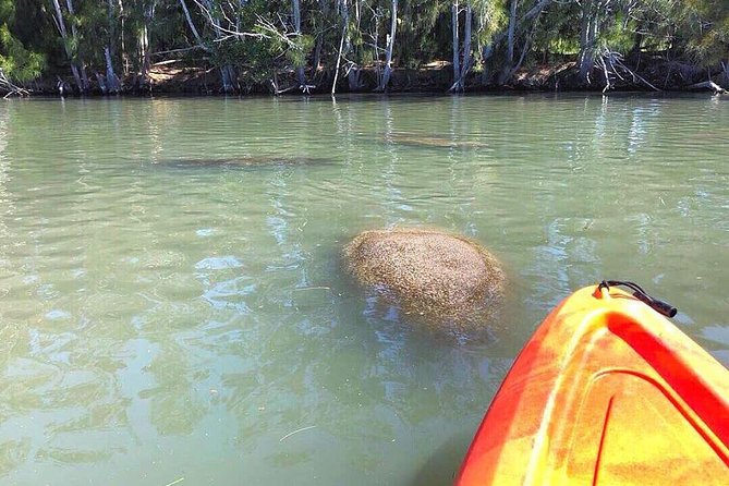 Dolphin & Manatee Kayaking Tour in Orlando Area - The Sum Up