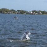 Dolphin/Manatee Pontoon Boat Tour with Local Expert - Who Should Book This Tour?