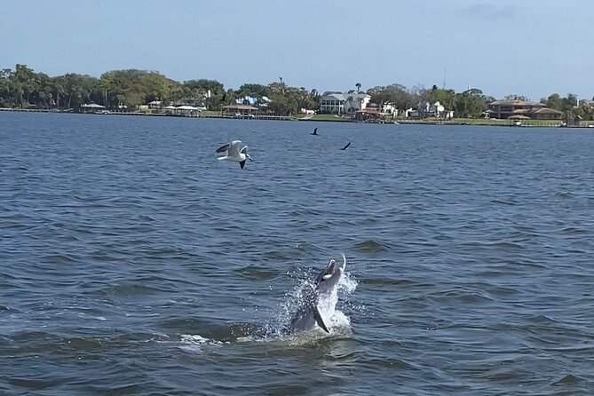 Dolphin/Manatee Pontoon Boat Tour with Local Expert - Who Should Book This Tour?