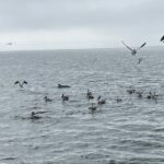 Dolphin & Scenic Bay Sightseeing Cruise Up to 49, Pensacola - Practical Tips for Your Trip