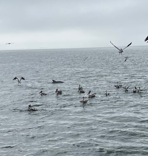 Dolphin & Scenic Bay Sightseeing Cruise Up to 49, Pensacola - Practical Tips for Your Trip