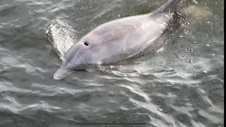 Dolphin & Scenic Bay Sightseeing Cruise Up to 49, Pensacola - Why This Tour Could Be the Perfect Choice for You